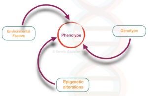 What Is a Genotype? Definition, Frequency and Methods