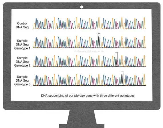What Is a Genotype? Definition, Frequency and Methods