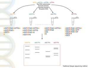 What is First, Second and Third Generation Sequencing? – Genetic Education