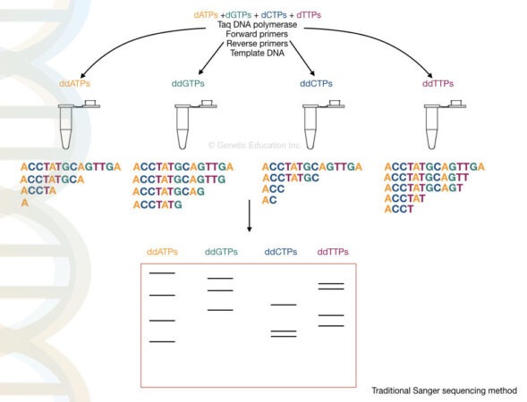 What is First, Second and Third Generation Sequencing? – Genetic Education