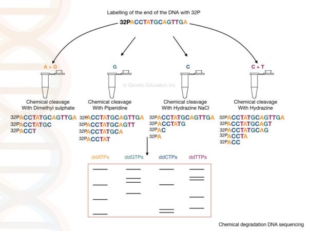 DNA Sequencing: History, Steps, Methods, Applications And Limitations