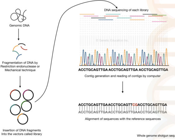 DNA Sequencing: History, Steps, Methods, Applications And Limitations