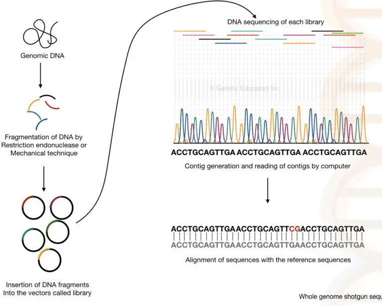 DNA Sequencing: History, Steps, Methods, Applications And Limitations