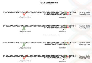 ARMS or Allele-Specific PCR- Principle, Procedure, Protocol ...