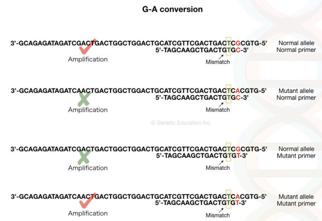 ARMS or Allele-Specific PCR- Principle, Procedure, Protocol ...
