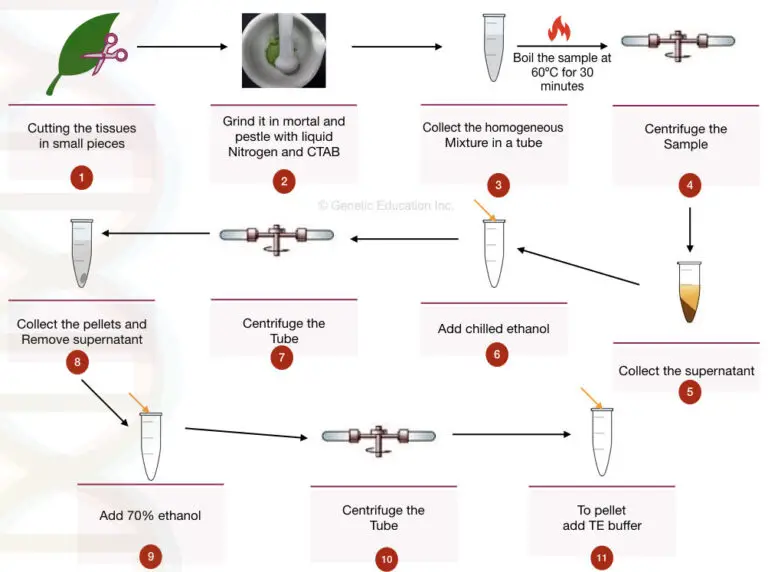 Plant DNA Extraction using CTAB Buffer
