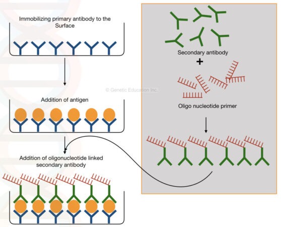 What is immuno-PCR or IPCR?