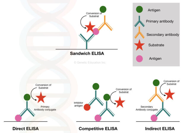 What is immuno-PCR or IPCR?