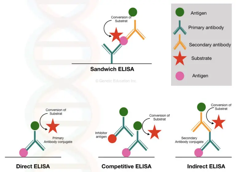 What is immuno-PCR or IPCR?