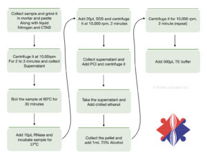Plant DNA Extraction using CTAB Buffer