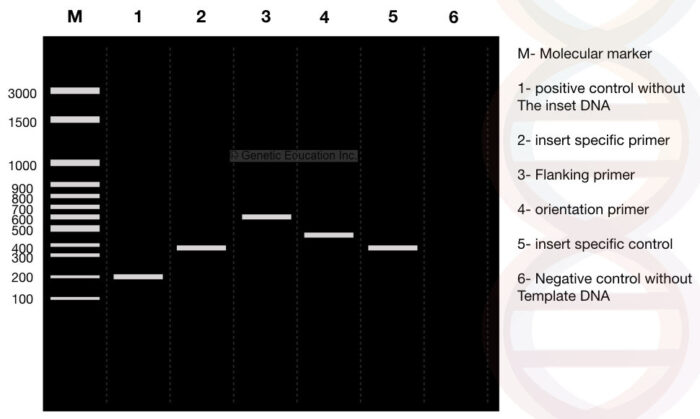 What is colony PCR?