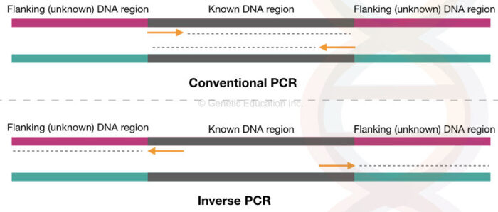 Inverse PCR: Principle, Procedure, Protocol and Applications