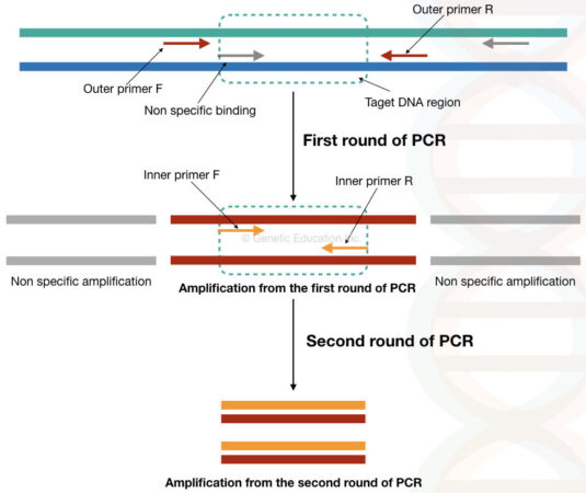 What is nested PCR?