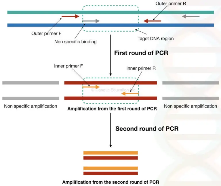 What Is Nested Pcr