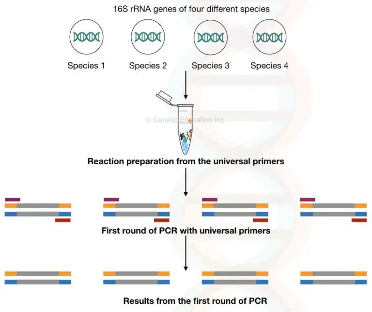 What is nested PCR?