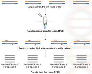 What is nested PCR?