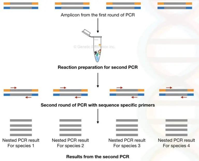 What is nested PCR? What is nested PCR?