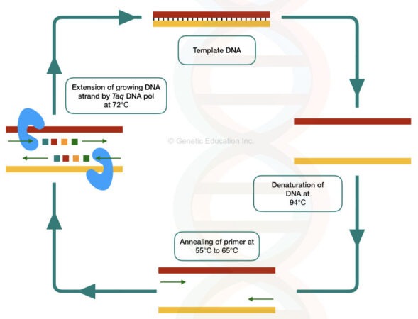 What is in situ PCR?