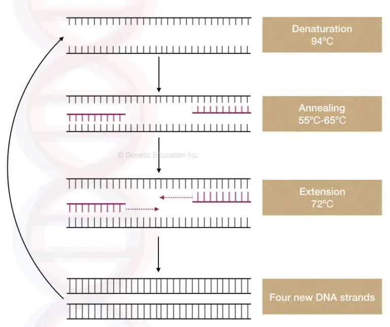 What are the properties of PCR (template) DNA?