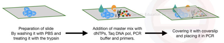 What is in situ PCR?