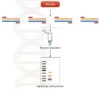 Multiplex PCR- Principle, Process, Protocol, Advantages, Limitations and Applications