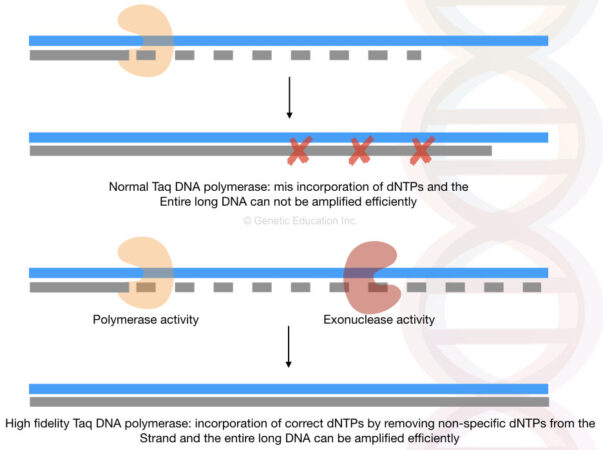 What is a Long-Range PCR?
