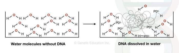 A Quick Guide on DNA Precipitation and Protocol