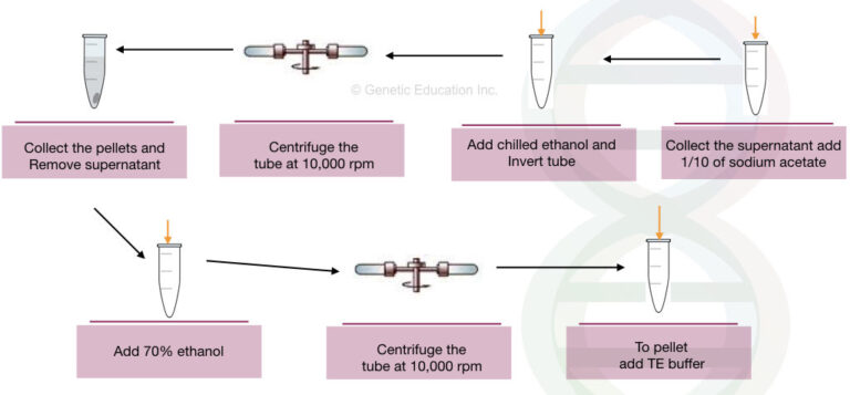 A Quick Guide on DNA Precipitation and Protocol