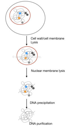 DNA Purification: Importance and Techniques