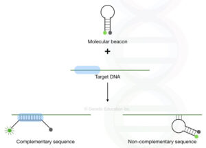Structure and Function of Molecular Beacon Probe