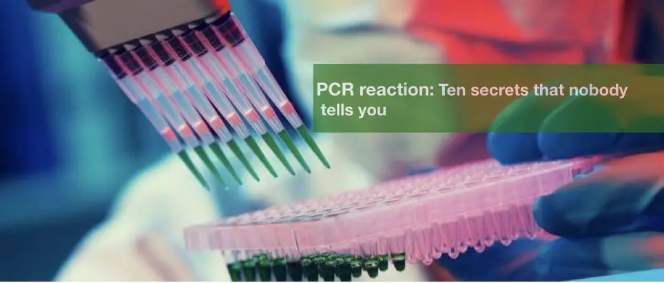 PCR reaction preparation Archives – Genetic Education