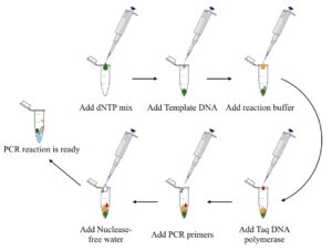 How to Prepare an Excellent PCR Reaction? A step-by-step Guide