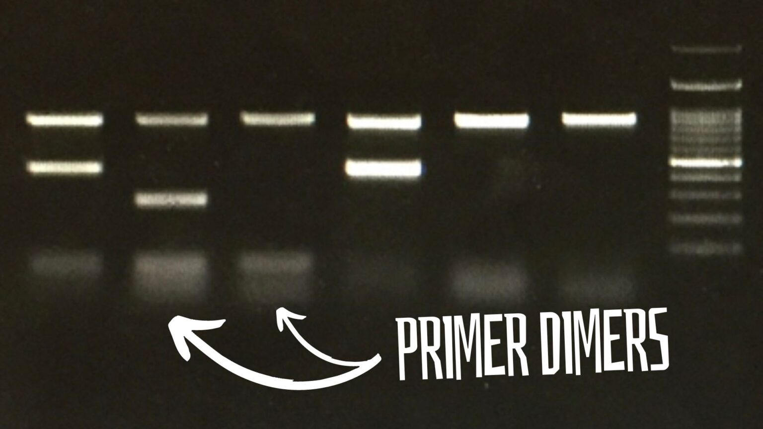 What are Primer Dimers? - A Beginner’s Guide