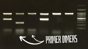 What are Primer Dimers? - A Beginner’s Guide