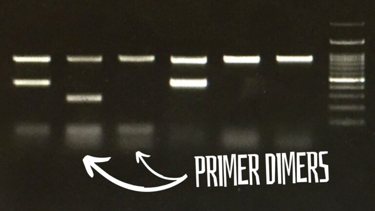 What are Primer Dimers? - A Beginner’s Guide