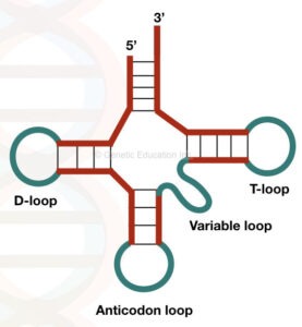 RNA: Structure, Types and Function
