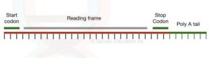 RNA: Structure, Types and Function