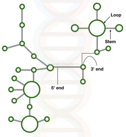 RNA: Structure, Types and Function