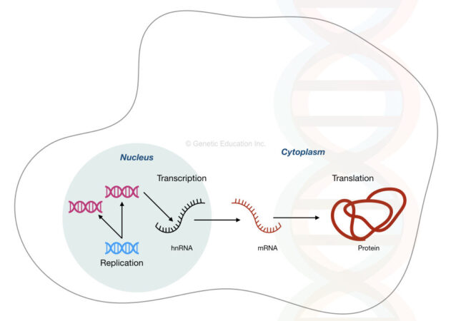 RNA: Structure, Types and Function