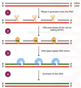 Reverse Transcription PCR: Principle, Procedure, Protocol, Advantages ...