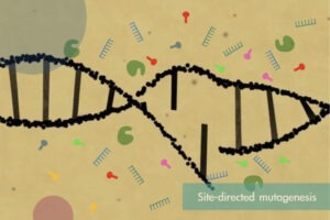 Site-Directed Mutagenesis: Methods and Applications