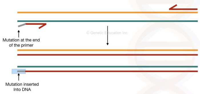 Site-Directed Mutagenesis: Methods and Applications