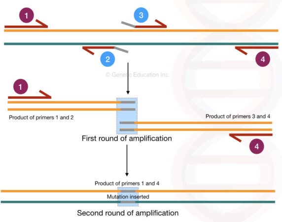 Site-Directed Mutagenesis: Methods and Applications