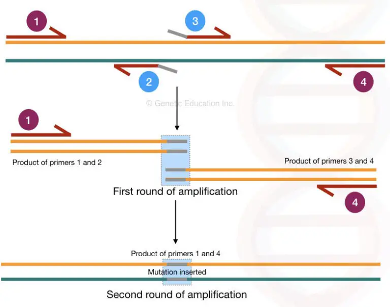 Site-Directed Mutagenesis: Methods and Applications