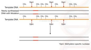 Site-Directed Mutagenesis: Methods and Applications