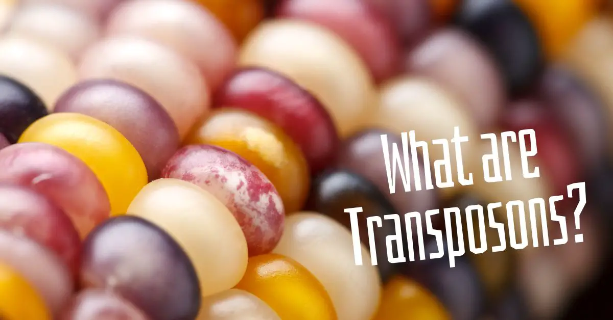 What are Transposons?- Introduction, History and Types