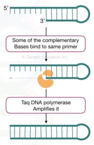 What are Primer Dimers? - A Beginner’s Guide