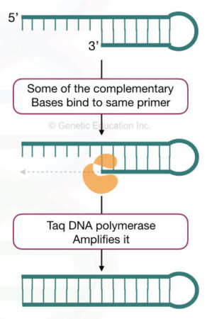 What are Primer Dimers? - A Beginner’s Guide