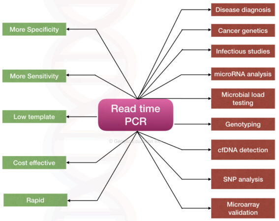 Real-time PCR: Principle, Procedure, Advantage, Limitations and ...