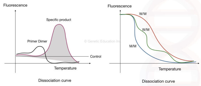Real-time PCR: Principle, Procedure, Advantage, Limitations and ...
